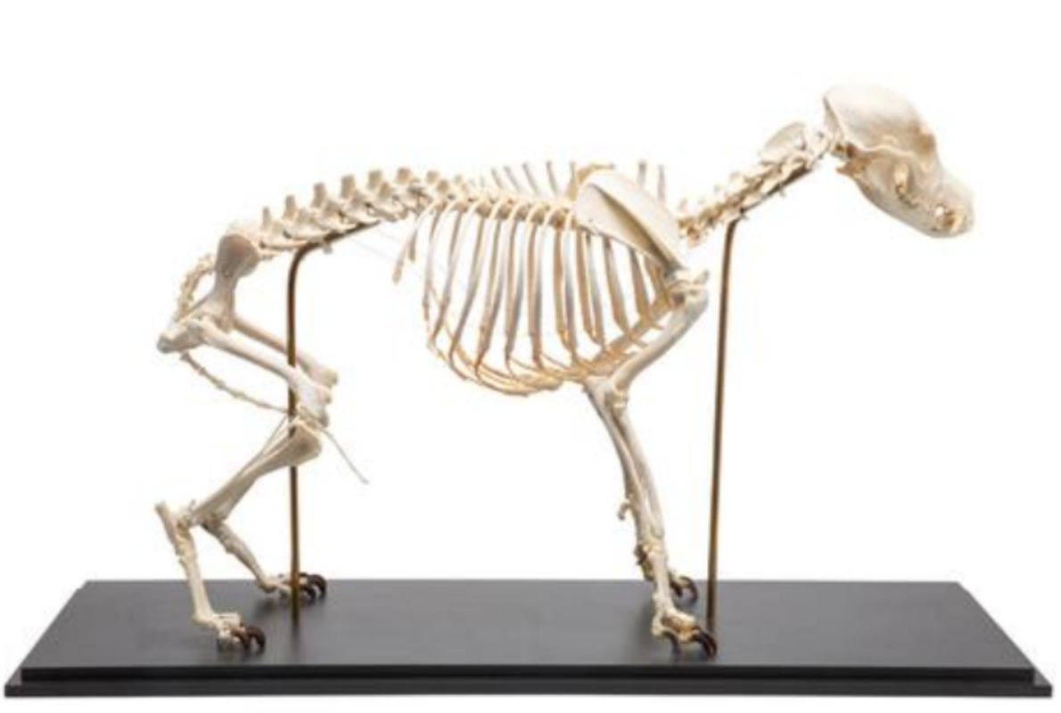 Model szkieletu psa (Canis lupus familiaris), rozmiar M [T300091M] - Simedu