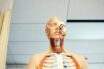 Co to jest anatomia człowieka – Simedu